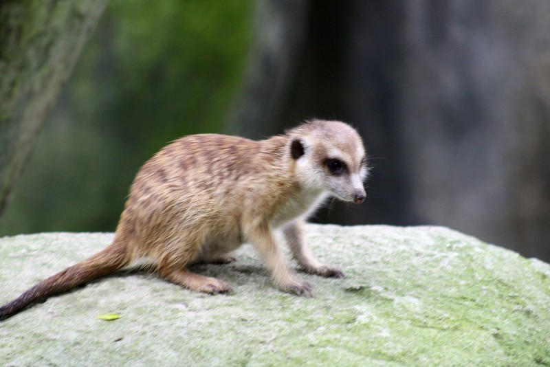 My Little Corner: Small Creatures @ Singapore Zoo