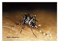 Asuhan Keperawatan, penyakit dan penatalaksaan: ASUHAN KEPERAWATAN PADA ...