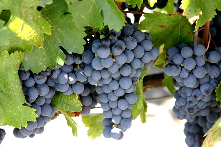 Rumbovino: Cepas Tintas