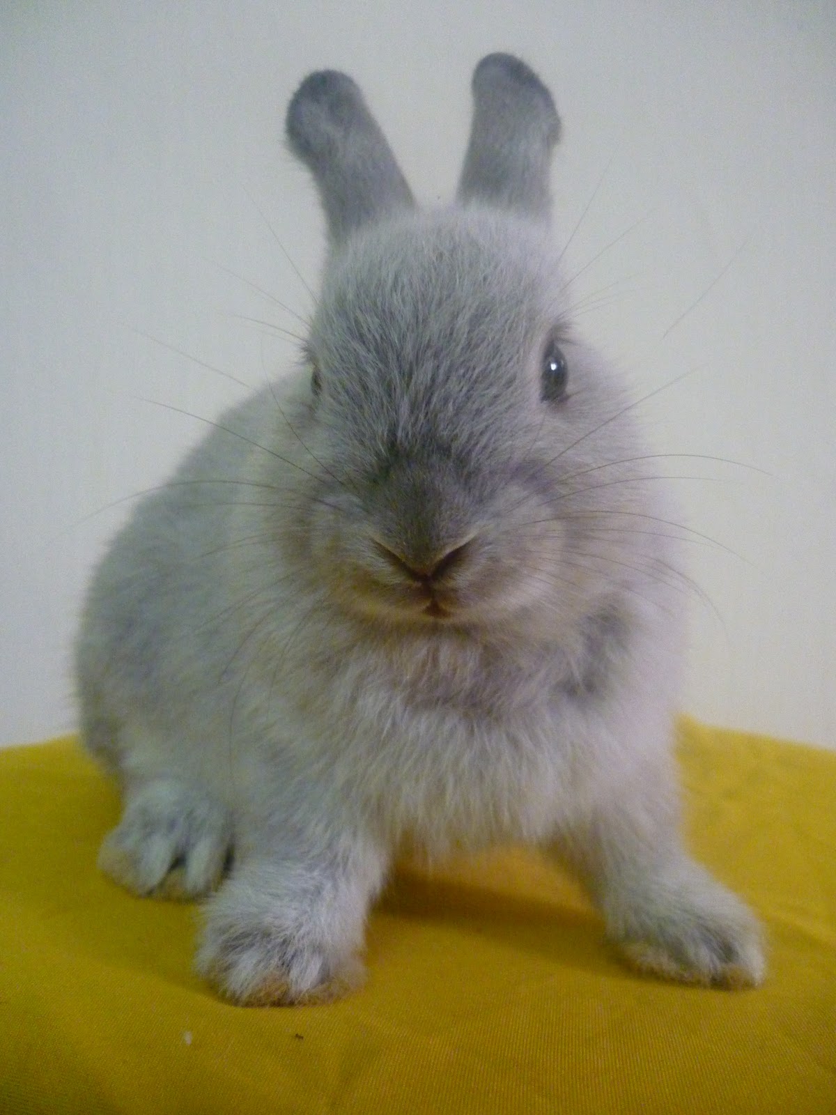 unclePETrabbitry: NEtherLanD dwaRf raBBit for saLe....