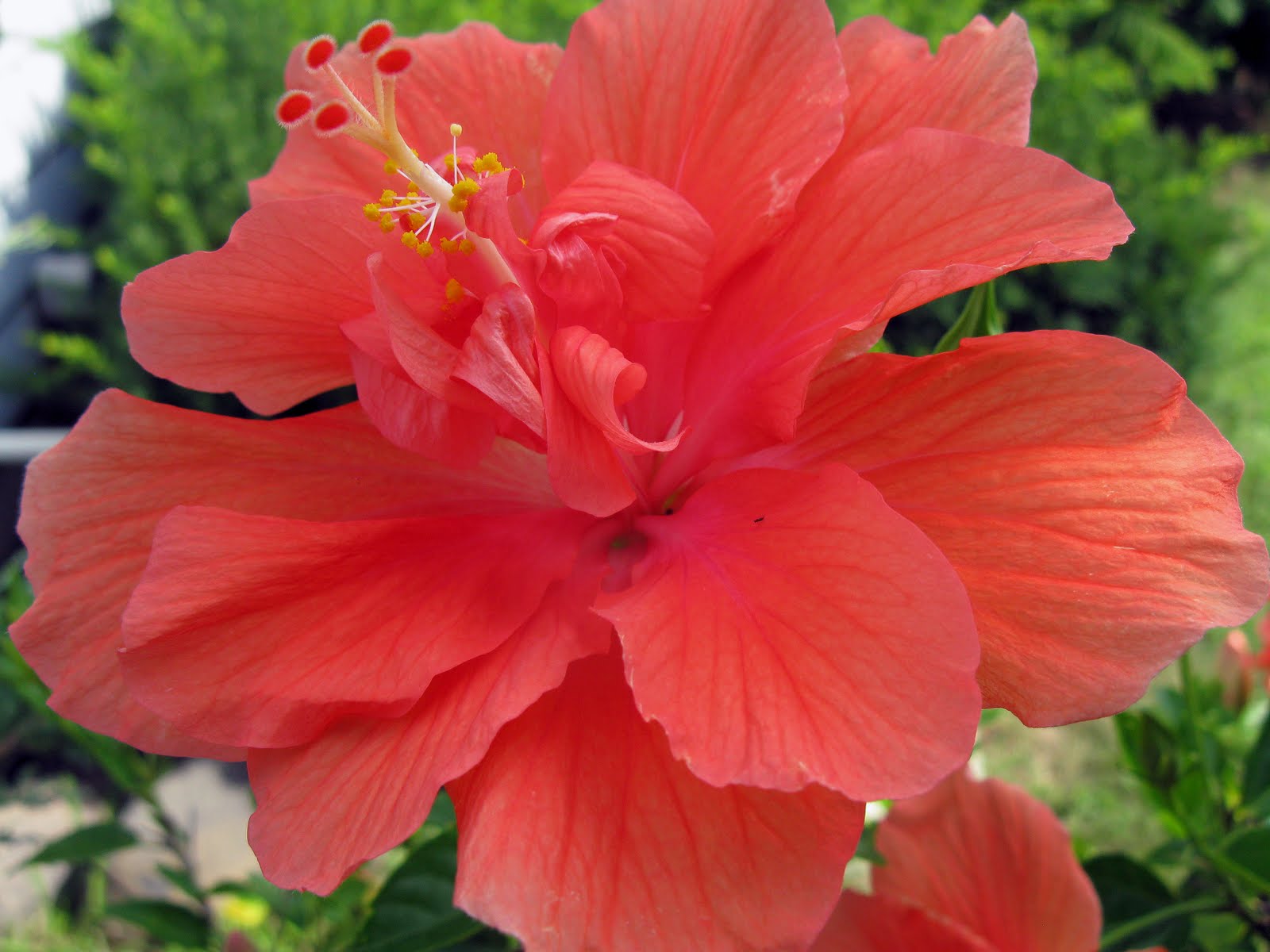 BEAUTIFUL HIBISCUS FLOWERS!