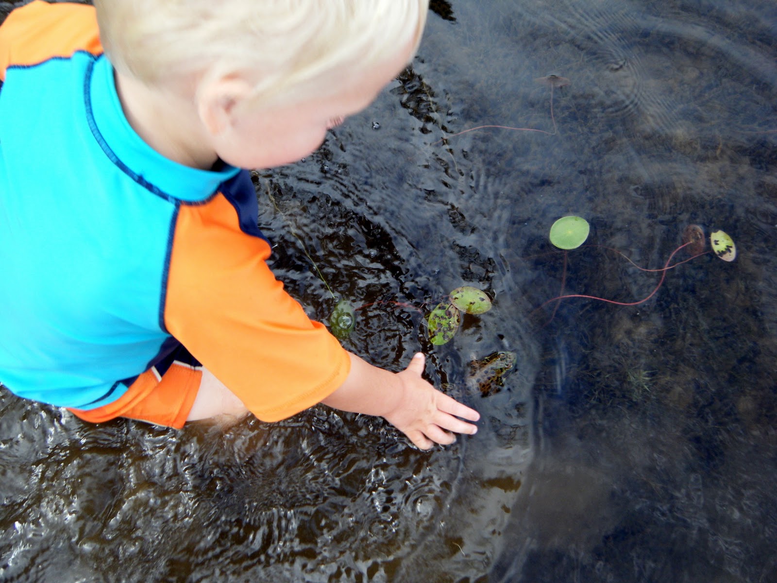 (abundant) Life with kids: Catching Frogs