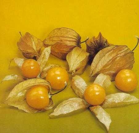 FRUTAS EXÓTICAS: PHYSALIS -Uma fruta pequena, bonita, delicada e de ...