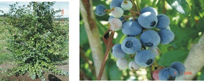 FRUTAS EXÓTICAS: Mirtilo