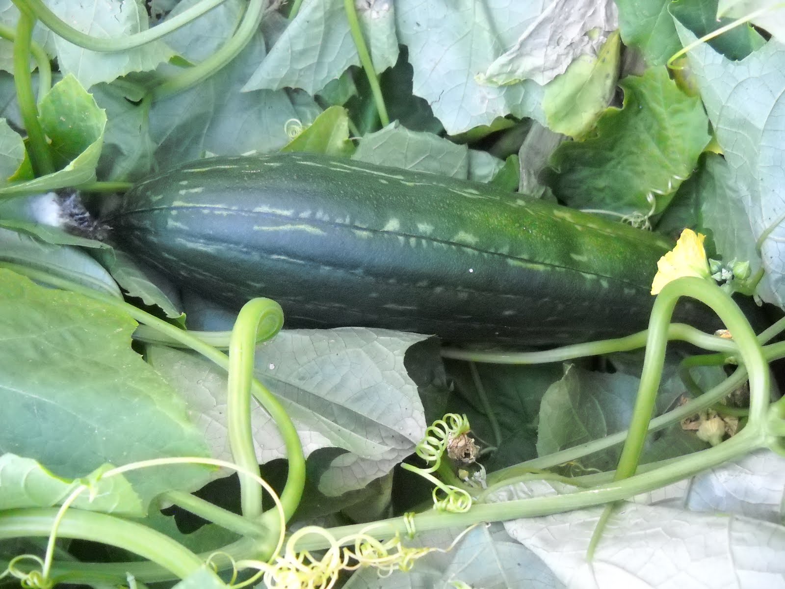 The Little Homeschool: How to Grow Your Own Loofah (Luffa)