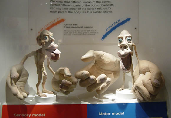 FISIOMÓNICA: CURIOSIDADES: Homúnculo Cerebral.