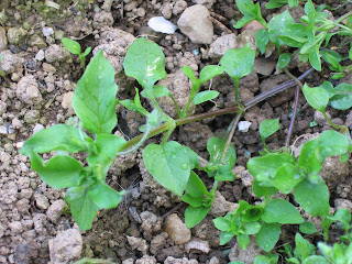 La popotte herbivore: Mouron des oiseaux