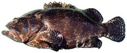 25+ Kerapu yang Perlu Kamu Ketahui - Dosen Ikan