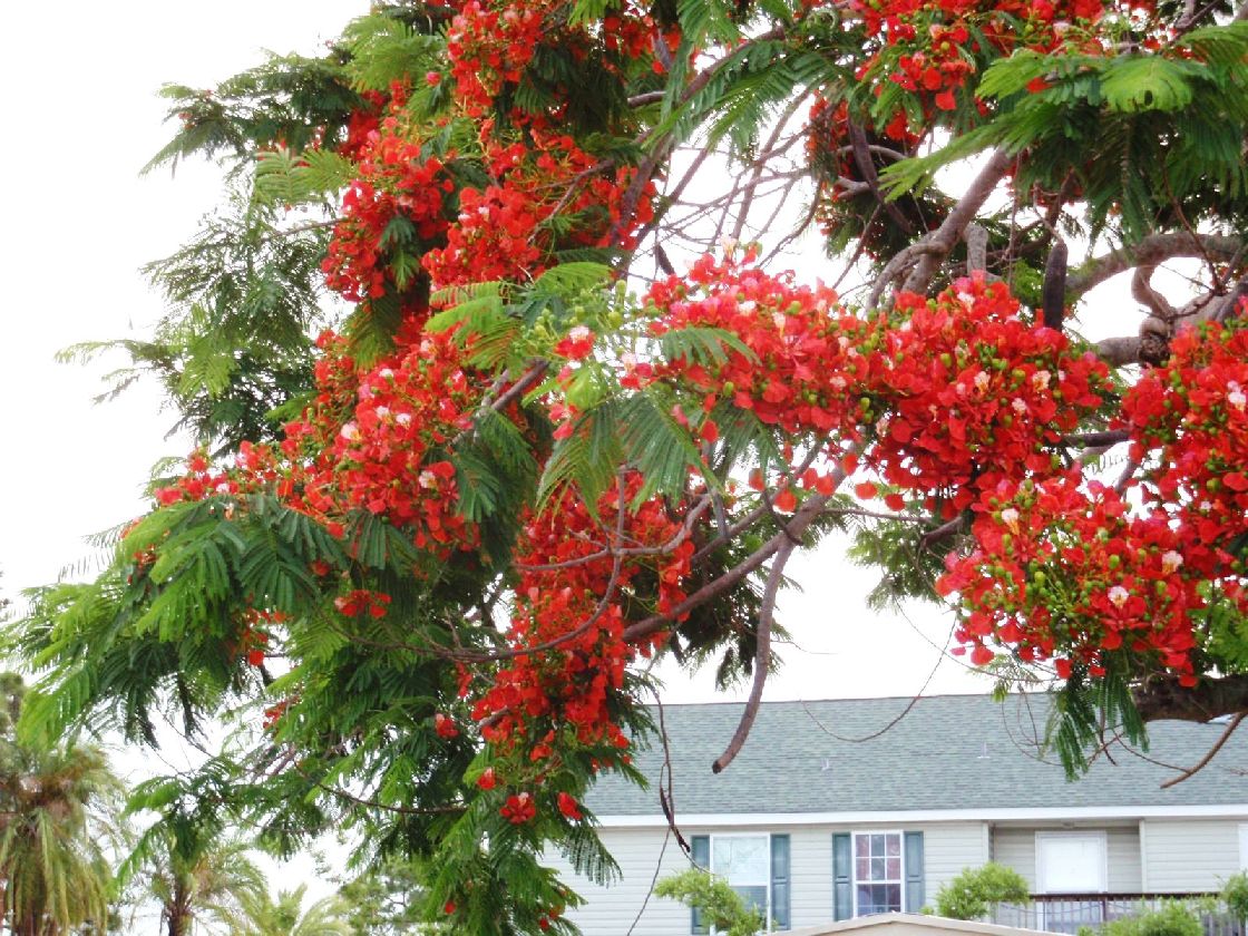 * creative lenna *: Royal Poinciana Tree