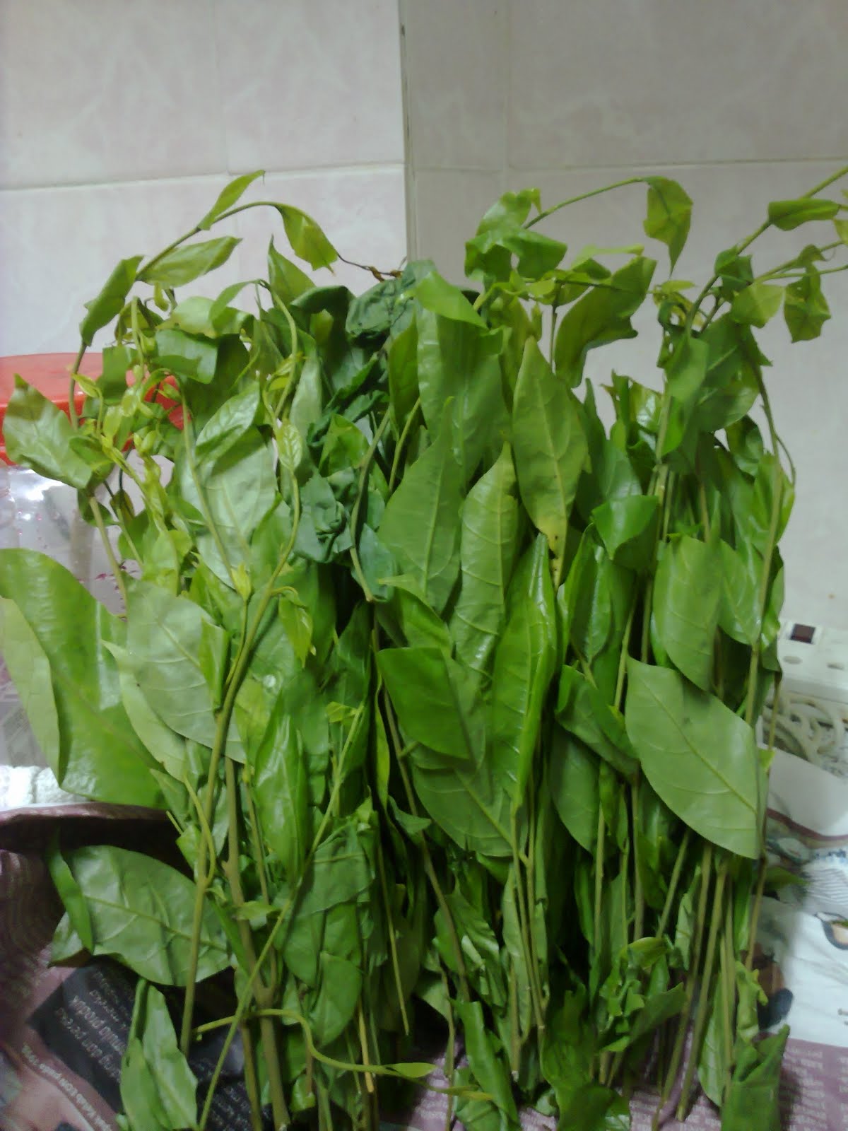 Ulam Ulaman: Ulam-Ulaman