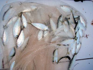 Spring, Mackerel & Bait have arrived in Southwest Florida - Pine Island ...