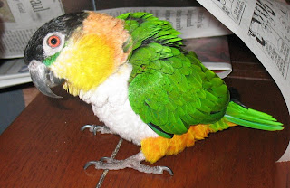 Parrot Musings: How to teach your bird not to bite