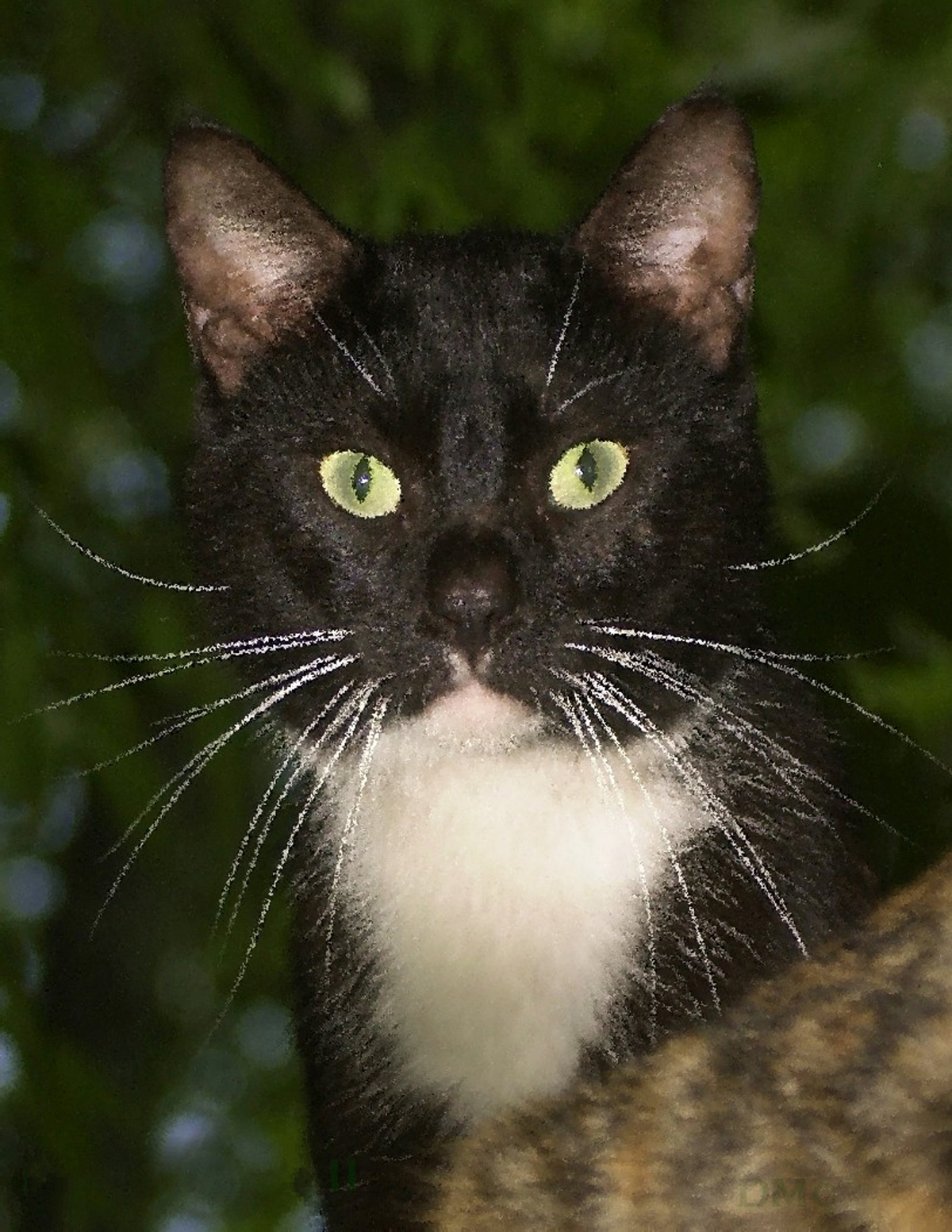 Winkie's Kitty Cat Blog: "Some Of The Cute and Crazy Kitty Cats of "The ...