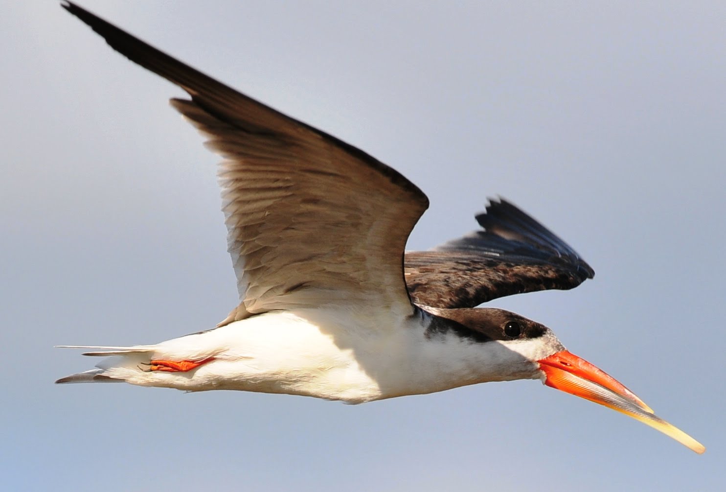 One more time with feeling: Kenya's Tana Delta