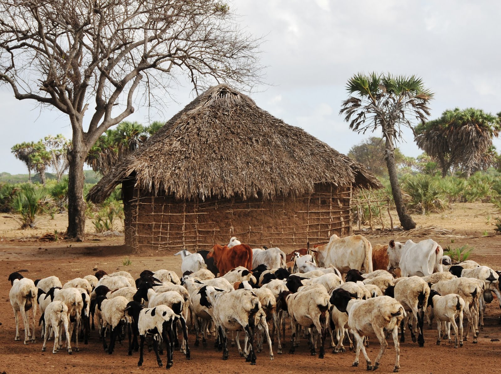 One more time with feeling: Kenya's Tana Delta