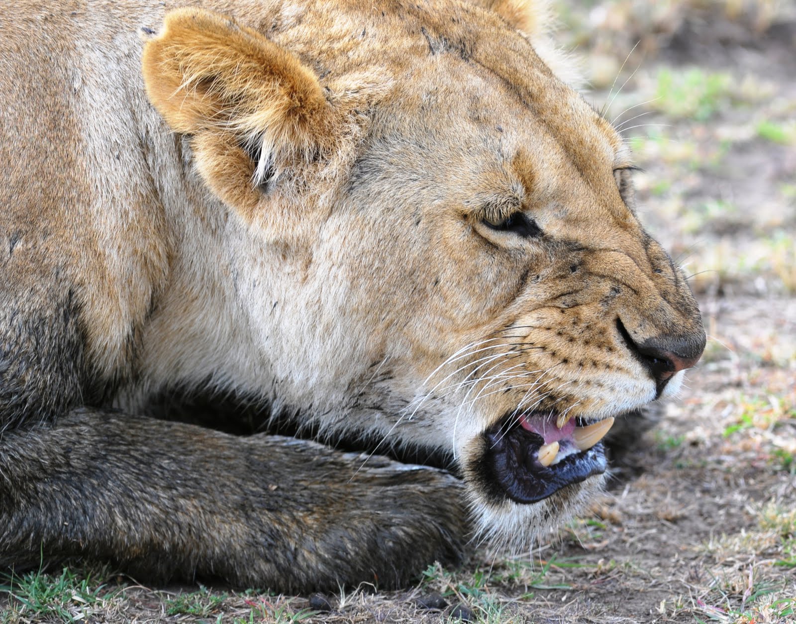 One more time with feeling: Back to the Mara one more time