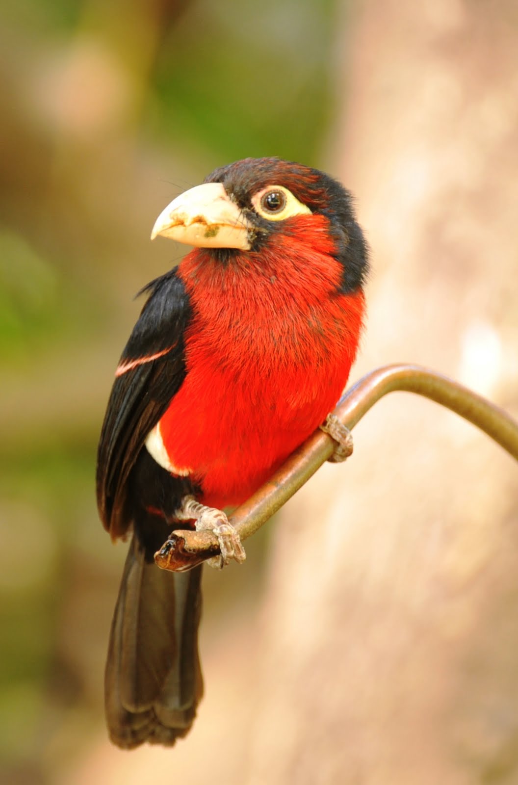 One more time with feeling: Back to the Mara one more time