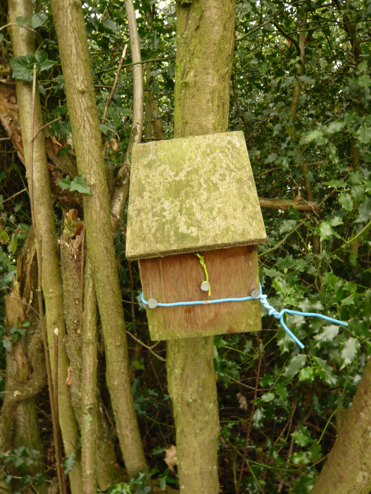 part-time Naturalist: hazel dormice (Muscardinus avellanarius L ...