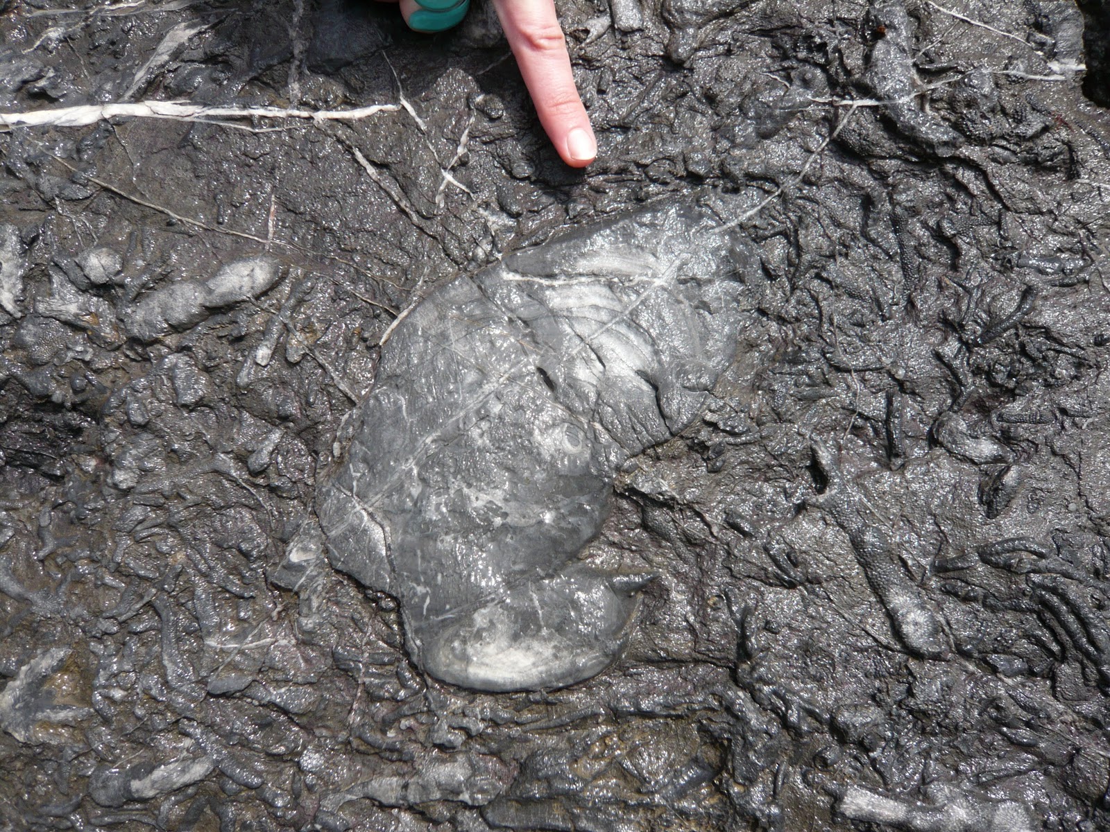 part-time Naturalist: Dartmoor Study Tour: Torquay / Torbay beach survey