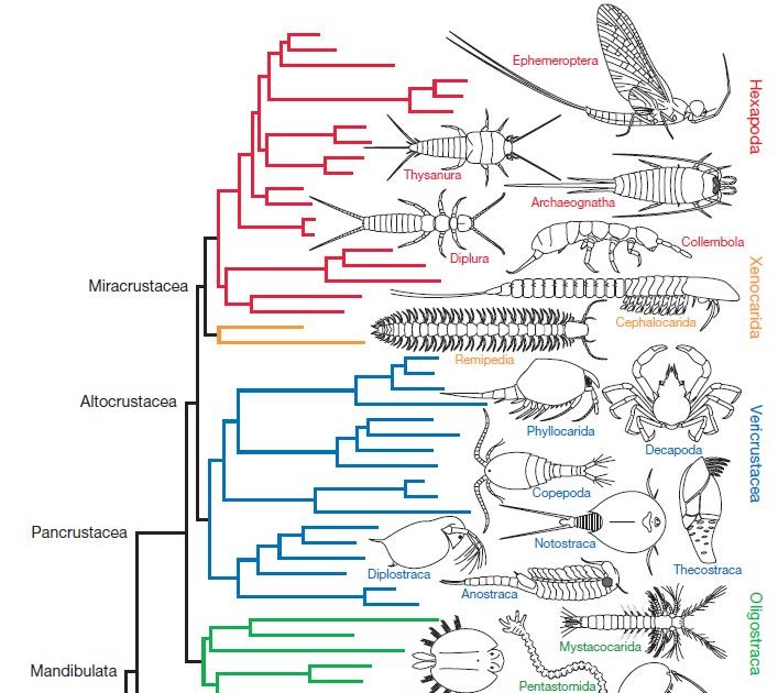 alquimiayciencias: Nuevo árbol filogenético de los artrópodos...