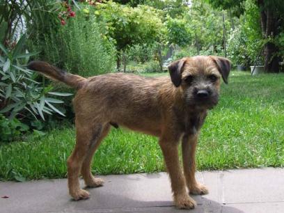 RAZAS DE PERROS: border terrier
