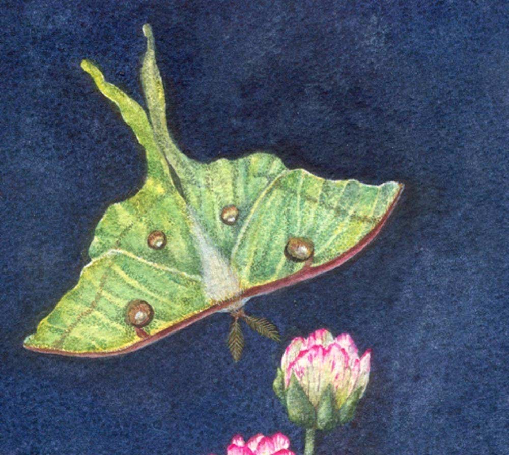 Awaken The Garden: Etsy Finds, A Luna Moth Theme