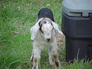 Goats in the Garden: Boer / Pygmy Cross Goat Kids