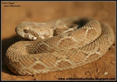 Wild Animals Of India: Saw-scaled viper
