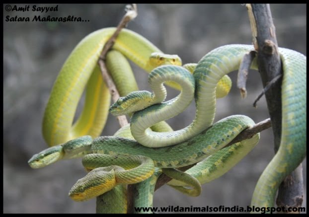 Wild Animals Of India: Bamboo pit viper