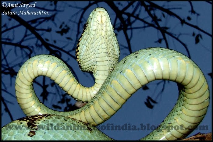 Wild Animals Of India: Malabar pit viper