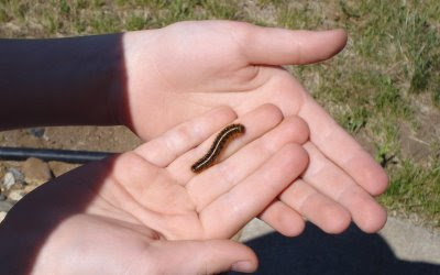 always something: Calapiter crazy