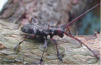 República do Malaca: Bicho da Madeira