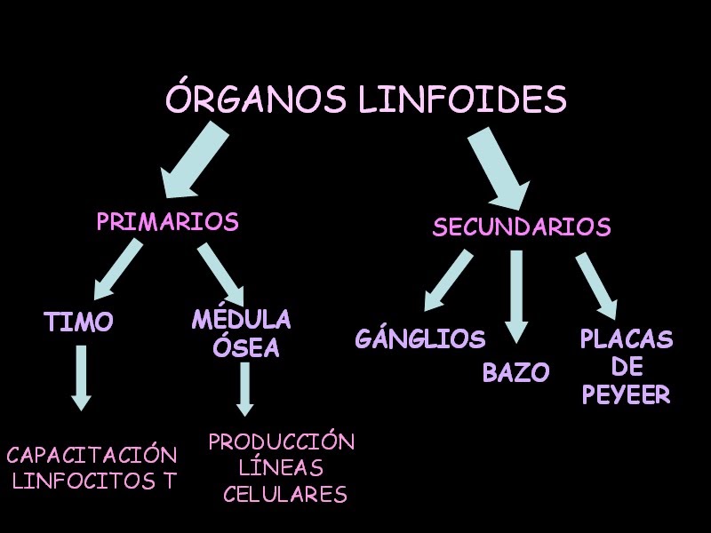 inmunología: Los órganos linfoides