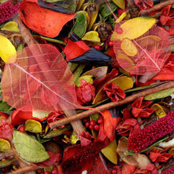 Una experiencia sensorial: Popurri