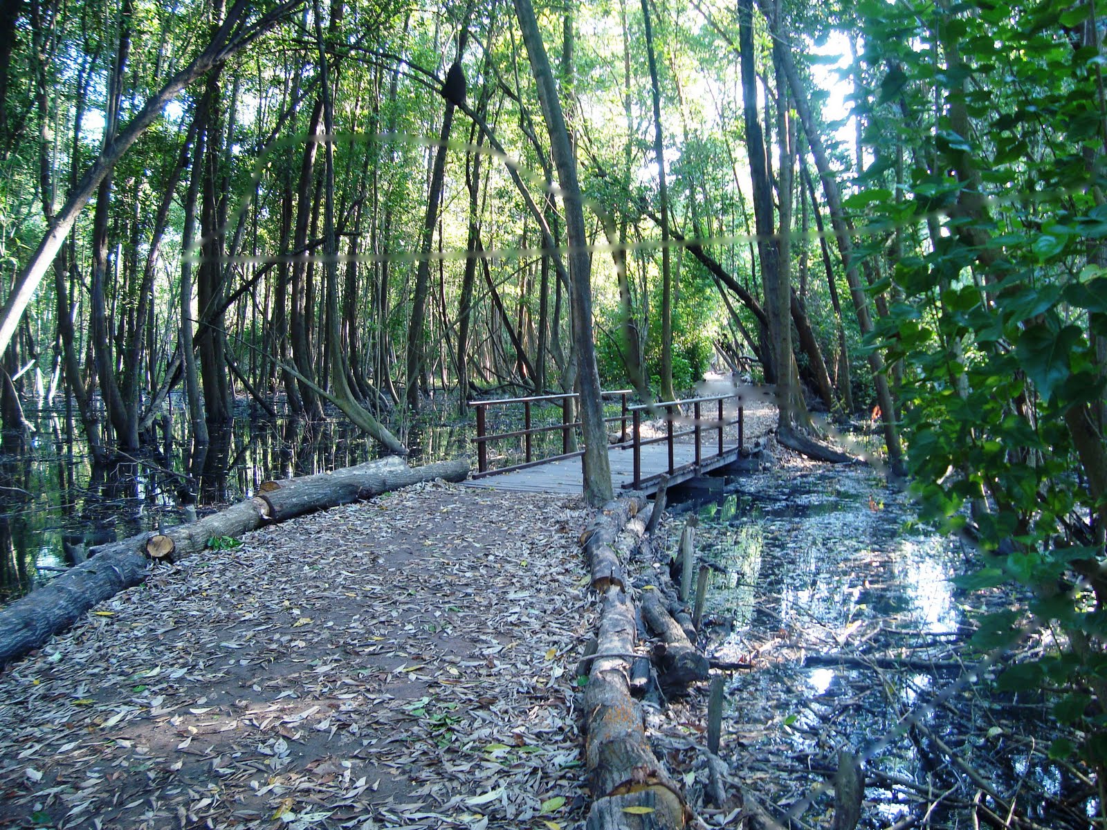 Caminhando nas NUVENS: Parque do Cocó - Fortaleza - Ceará