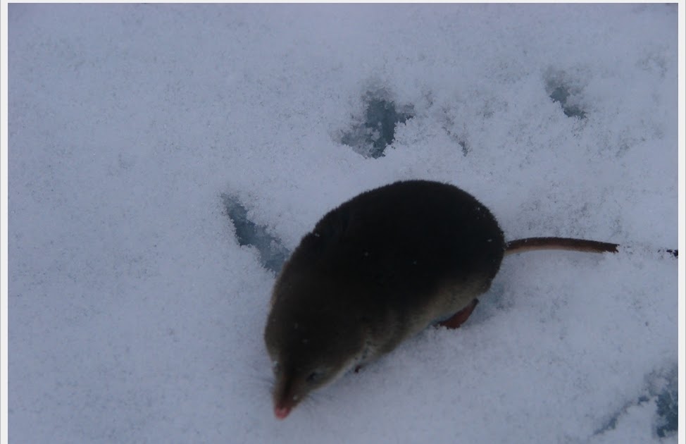 Mattisheimen: Når en liten mus ...