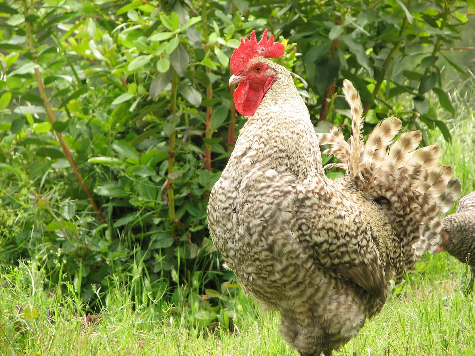 Raising Wildwood Chickens: Cuckoo Marans