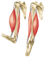 TIPOS DE MUSCULOS: TIPOS DE MUSCULOS