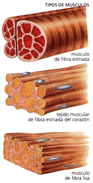 TIPOS DE MUSCULOS: TIPOS DE MUSCULOS