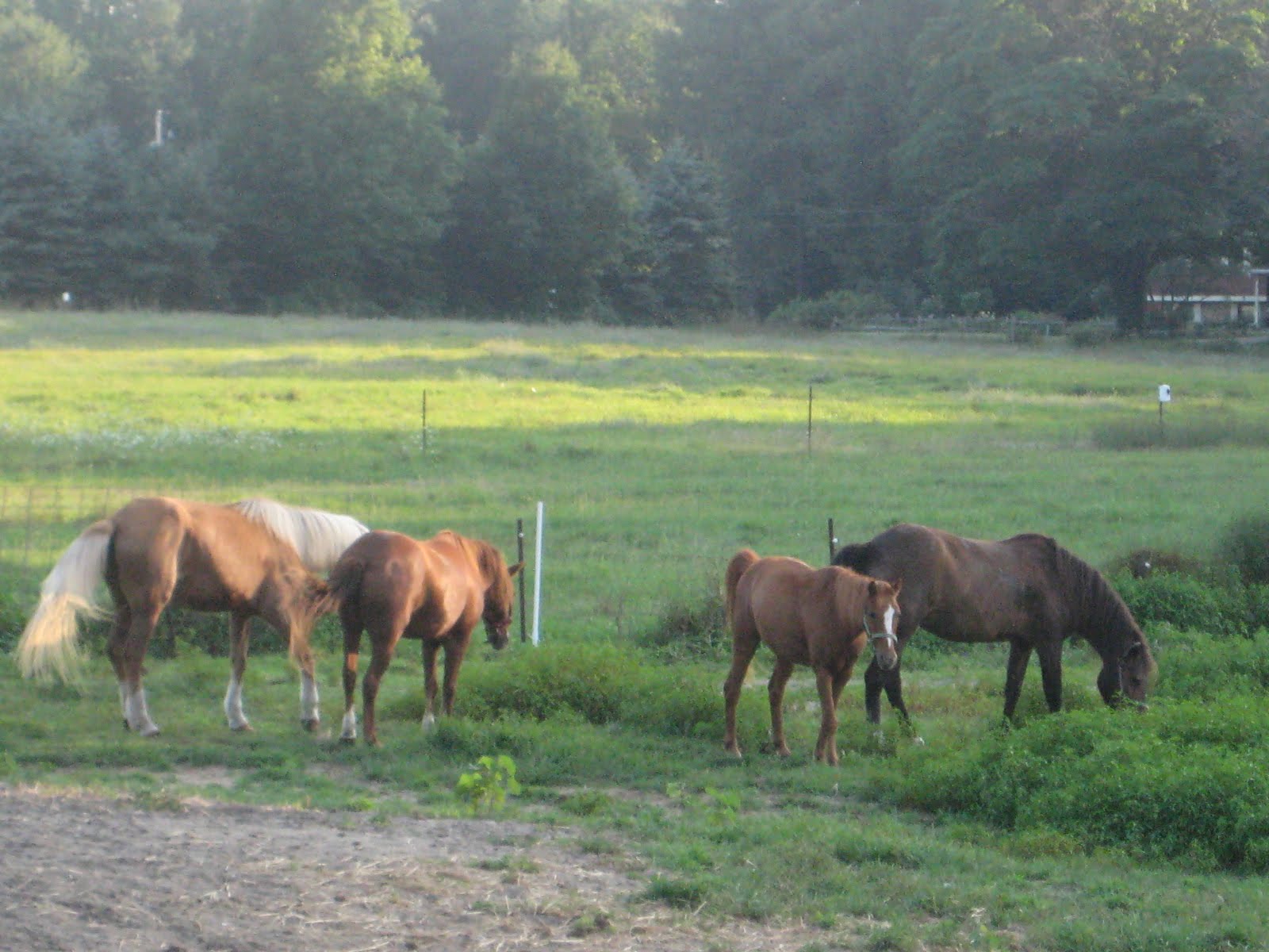 Wanderlust: Teusinks Pony Farm