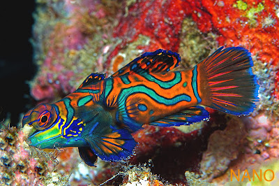 El rebost dels alumnes: EL PEIX DE COLORS