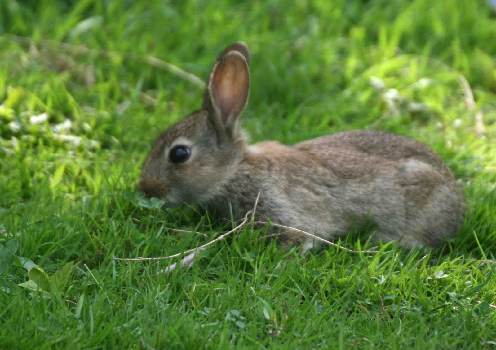 Wild Warwickshire: Rabbits