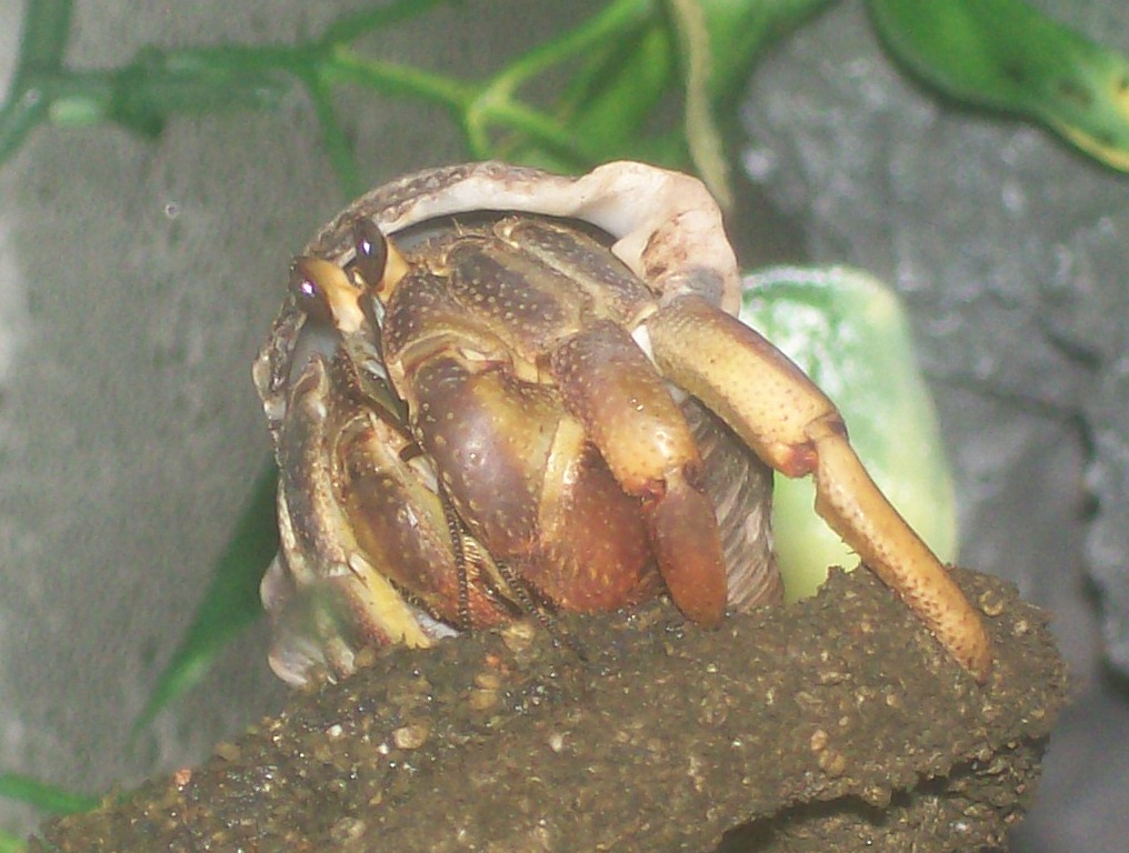 Kilimanjaro's Hermits: Moss Pits