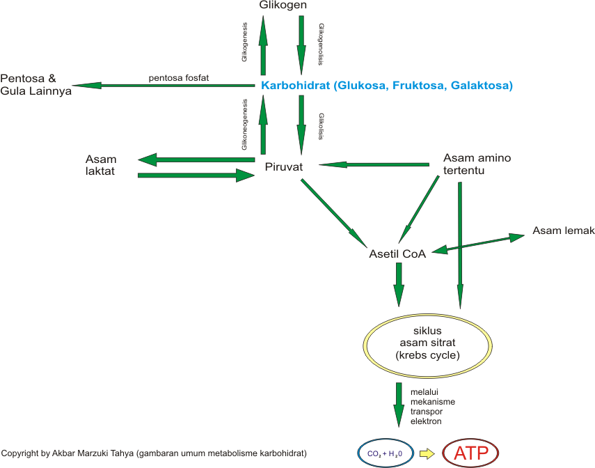 akbarmarzukitahya-smart: METABOLISME KARBOHIDRAT