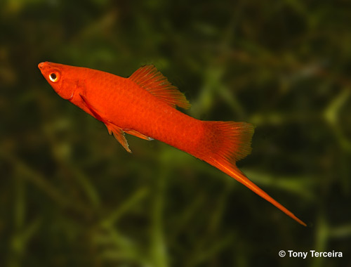 Swordtail Fish ~ Tropical Fish Gallery