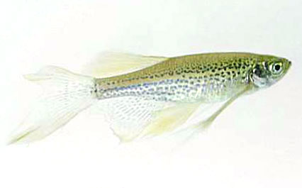 Breeding Leopard Danios ~ Breeding Fish