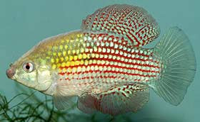 Fish Care Guides: American Flagfish Care