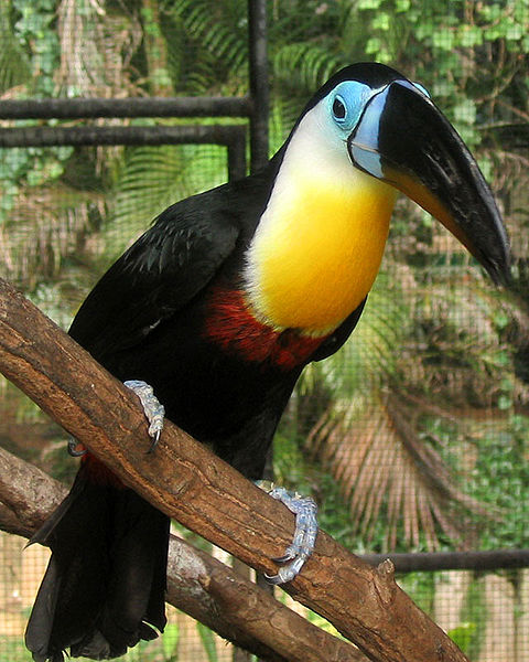 Bird Breeds, with pictures: Exotic Swainson's Toucan