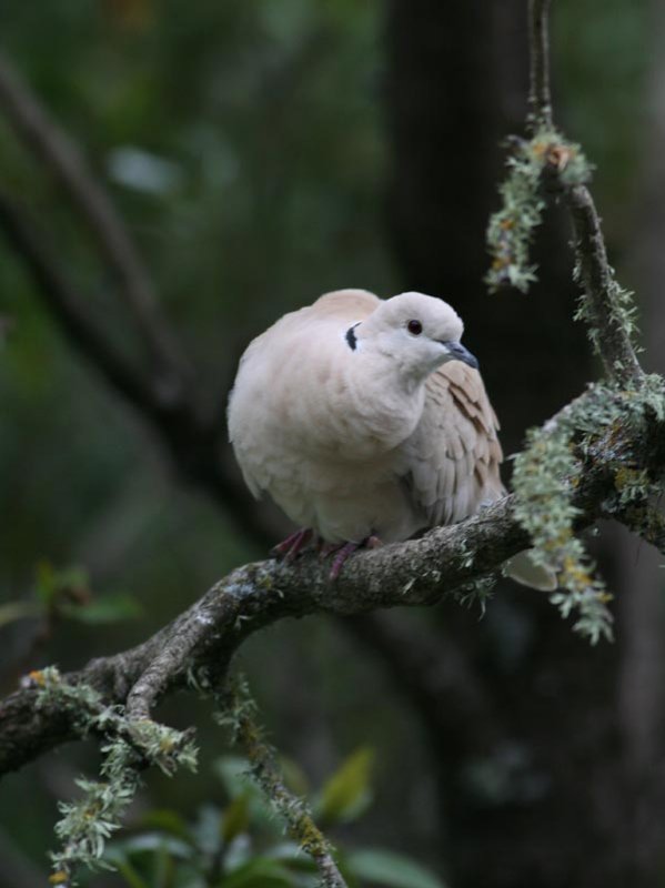 Bird Breeds, with pictures: Barbary Dove
