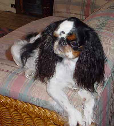 English Toy Spaniel ~ Popular Dog Breeds